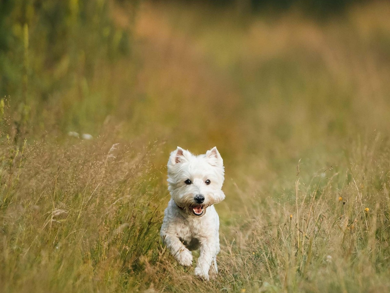 Cachorro Pequeno Prado - Foto gratuita no Pixabay - Pixabay
