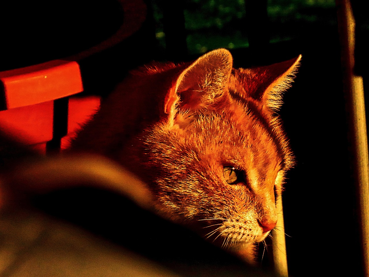 Gato Animal Felino - Foto gratis en Pixabay
