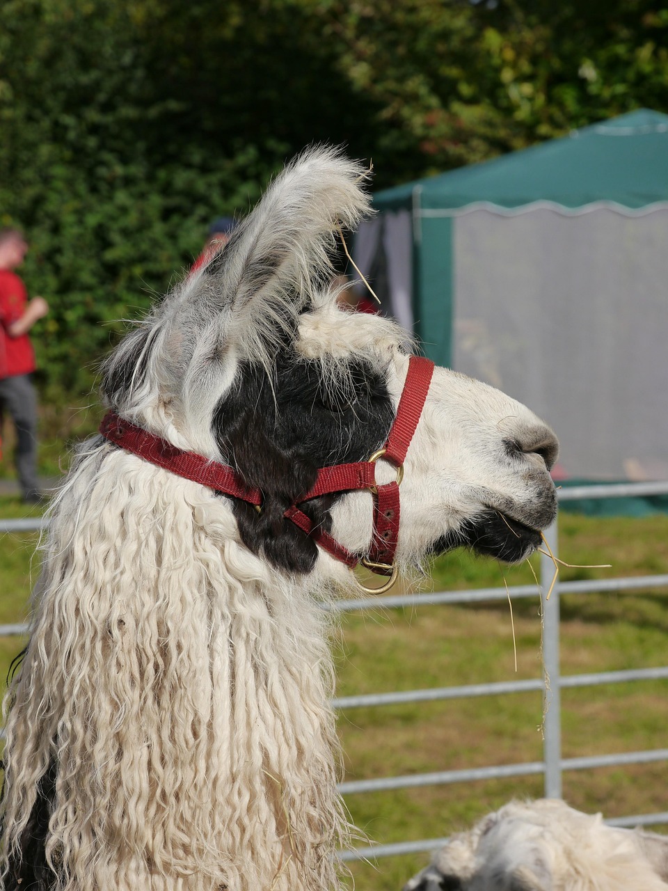 Llama Fur Ear - Free photo on Pixabay - Pixabay