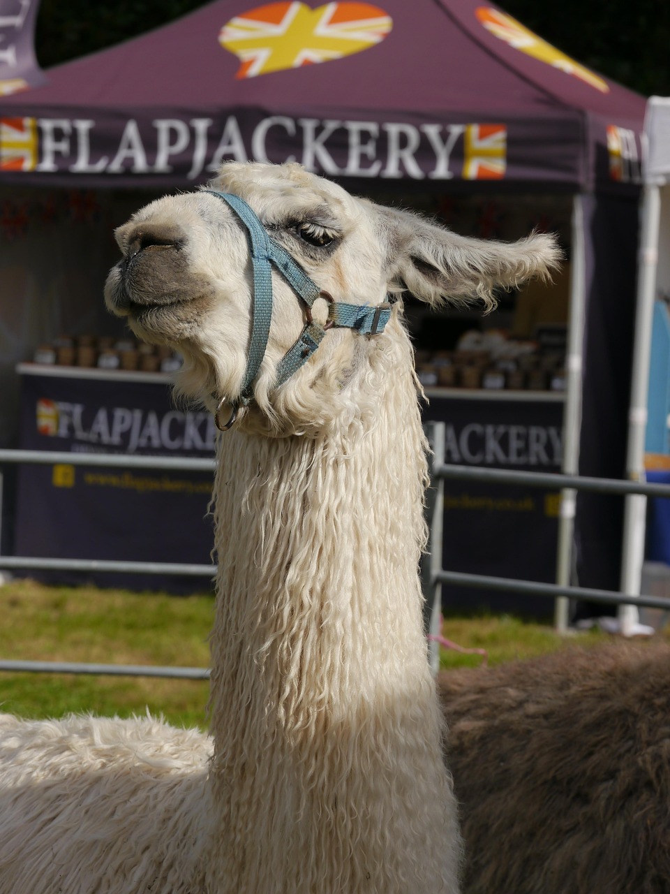 Lama Unta Bulu - Foto gratis di Pixabay - Pixabay