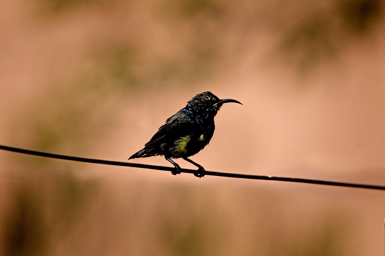 Sun Bird Nature - Free photo on Pixabay - Pixabay
