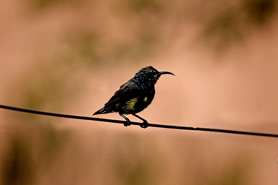 Sun Bird Nature - Free photo on Pixabay - Pixabay