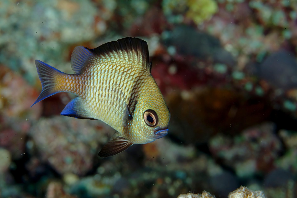 Fish Marine Underwater - Free photo on Pixabay - Pixabay