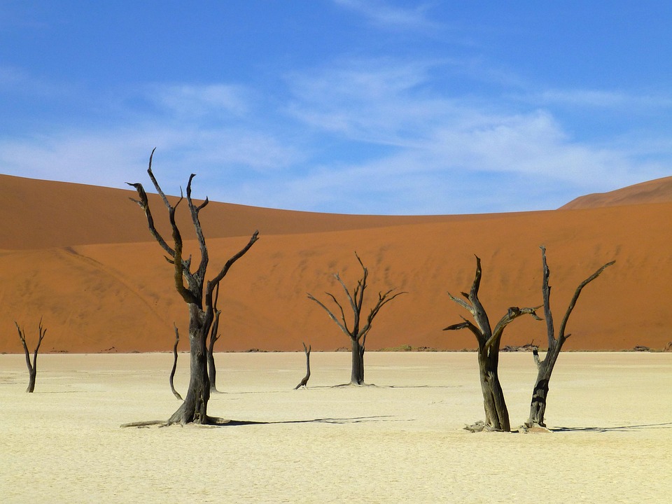 Trees Desert Sand - Free photo on Pixabay - Pixabay