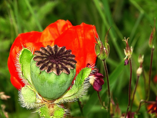 Papoula Flor Flora Flores - Foto gratuita no Pixabay