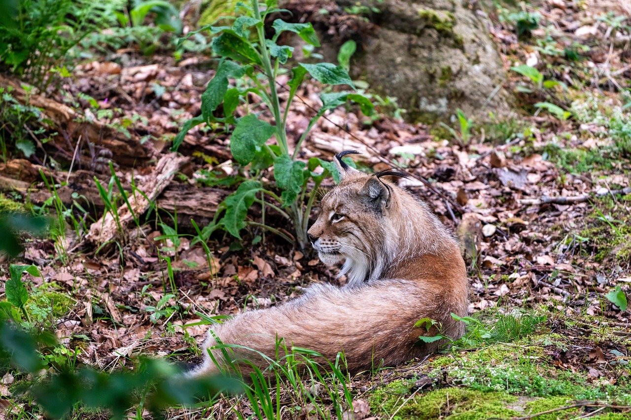 Lynx Animal Nature - Free photo on Pixabay - Pixabay