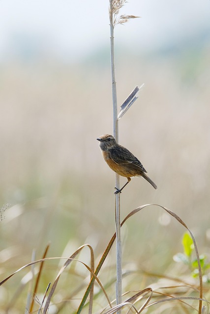 Reed Bunting Bird Animal - Free photo on Pixabay - Pixabay