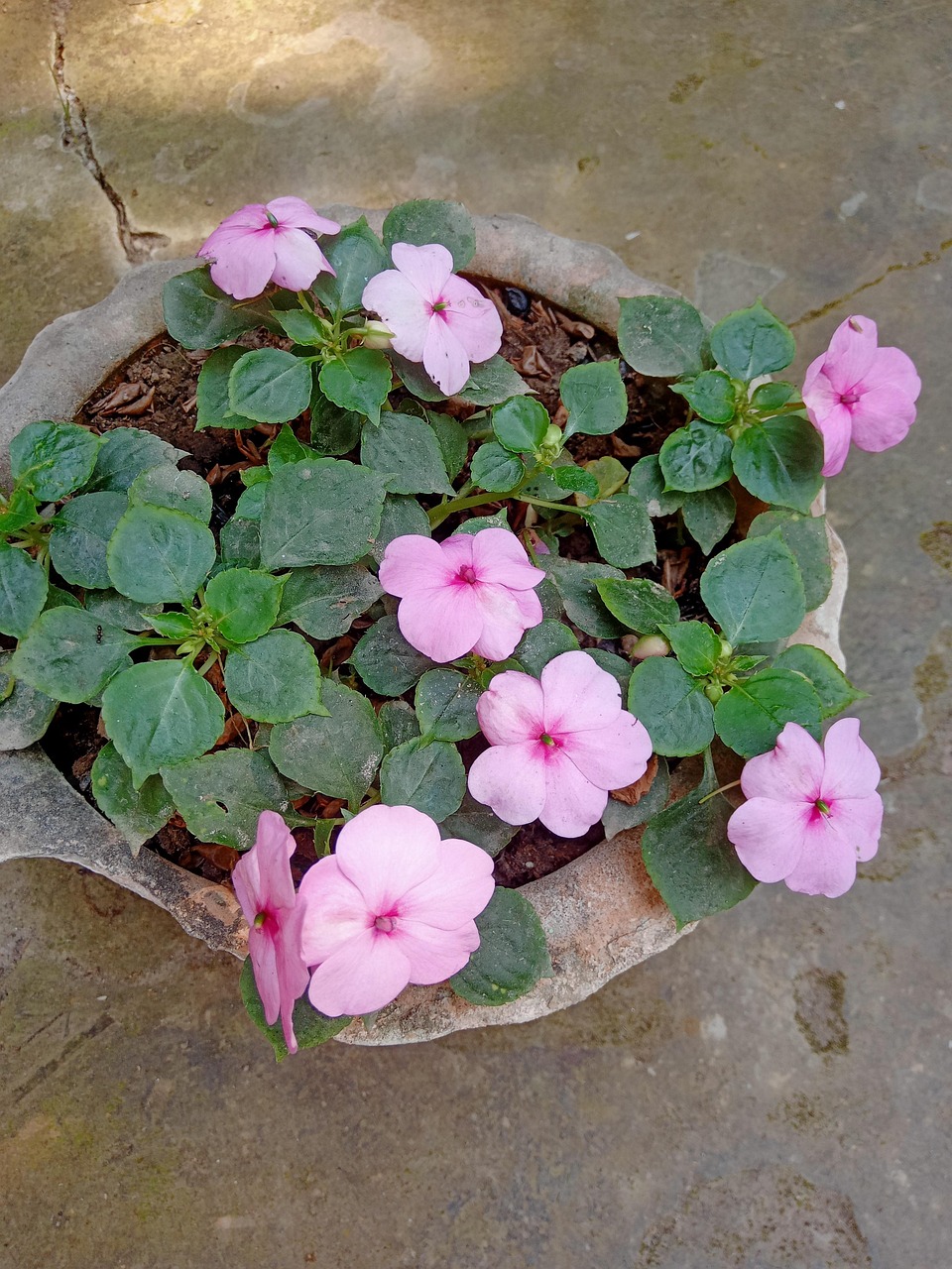 Impatiens Bizzy Lizzy Sultana - Foto gratuita no Pixabay