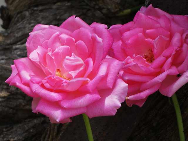 Roses Des Fleurs - Image gratuite sur Pixabay - Pixabay