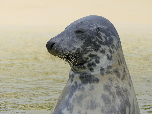 Animal Mammal Seal North - Free photo on Pixabay