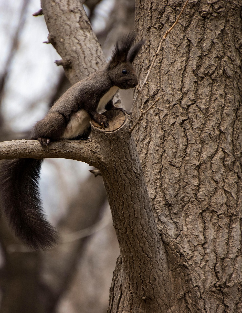 Animal Squirrel Mammal - Free photo on Pixabay - Pixabay