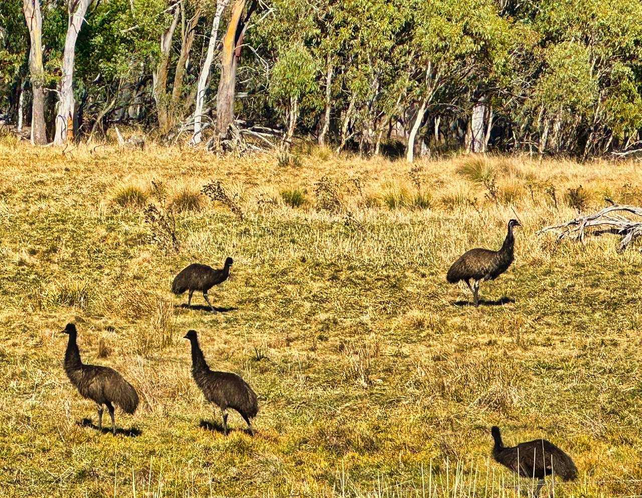 Emu Emus Australia - Free photo on Pixabay - Pixabay