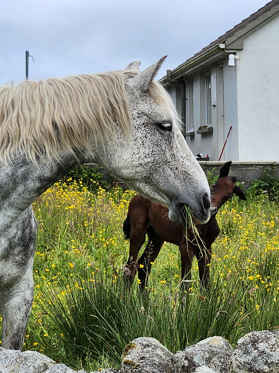 Potro Caballo Naturaleza - Foto gratis en Pixabay