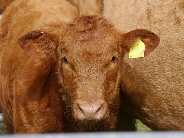 7,000+ Free Cattle & Cow Images - Pixabay