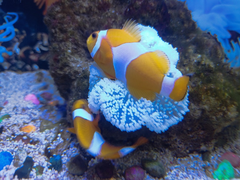 Nature Nemo Clownfish - Free photo on Pixabay - Pixabay