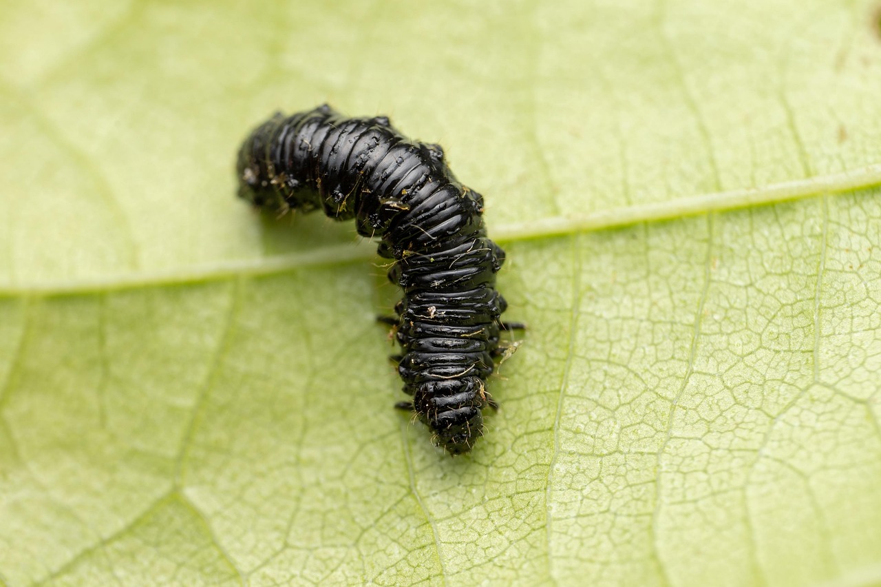 Insecto Larva Oruga - Foto gratis en Pixabay