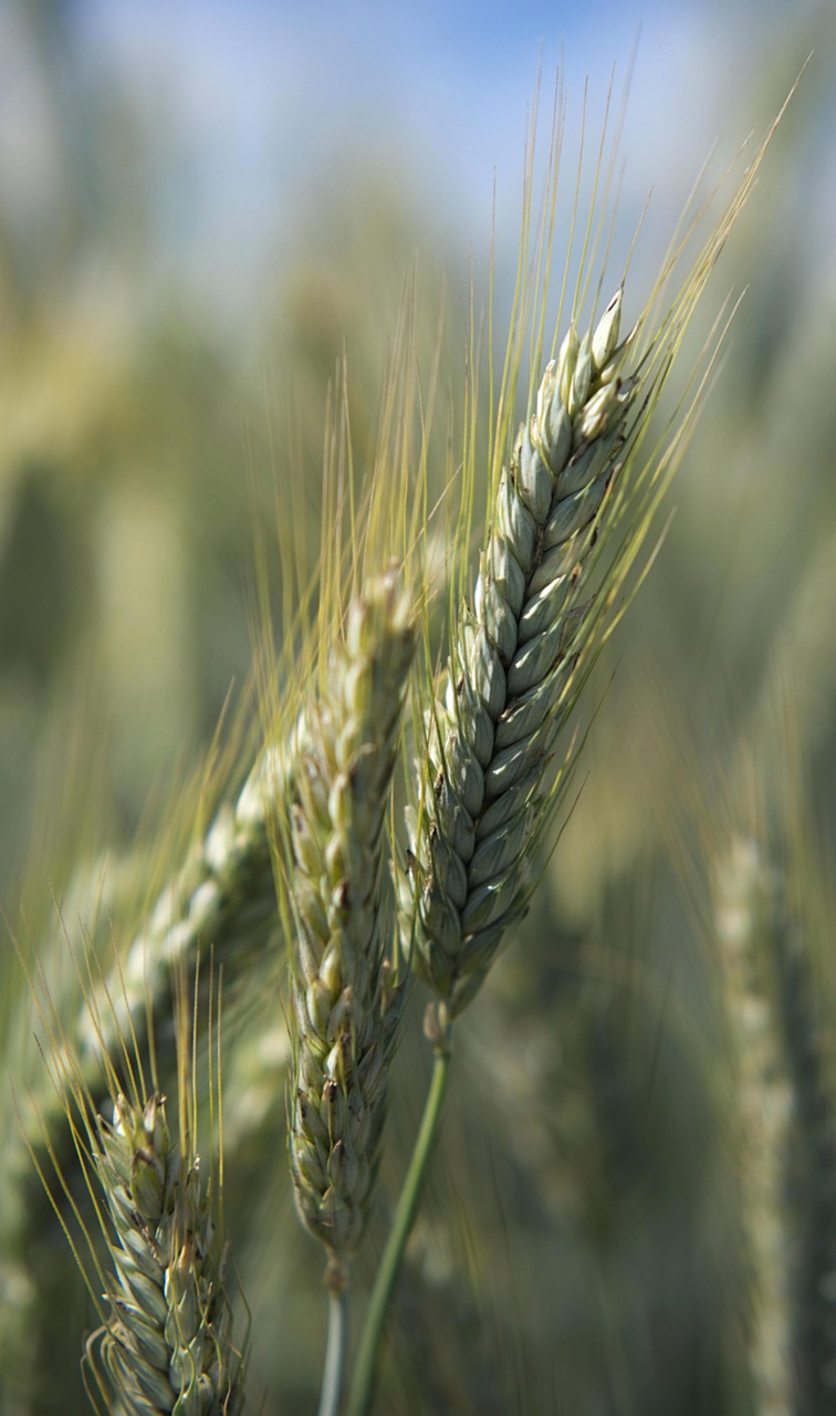 Explore 23,000+ Free Dark Wheat Field Illustrations: Download Now - Pixabay