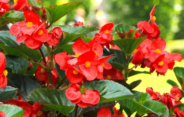 Blumen Natur Begonie - Kostenloses Foto auf Pixabay - Pixabay