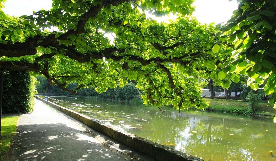 Park Baum Grün - Kostenloses Foto auf Pixabay - Pixabay