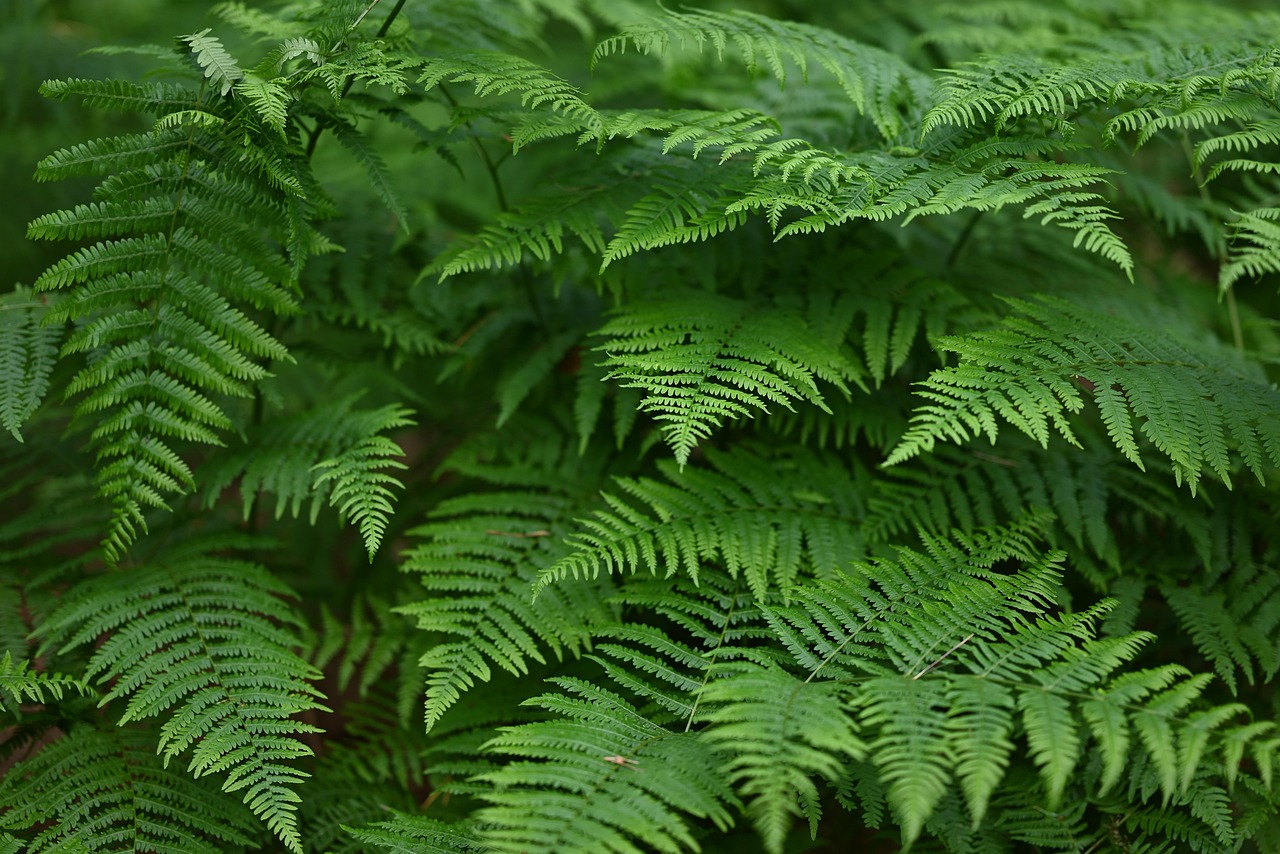 Fern Plant Wild - Free photo on Pixabay - Pixabay