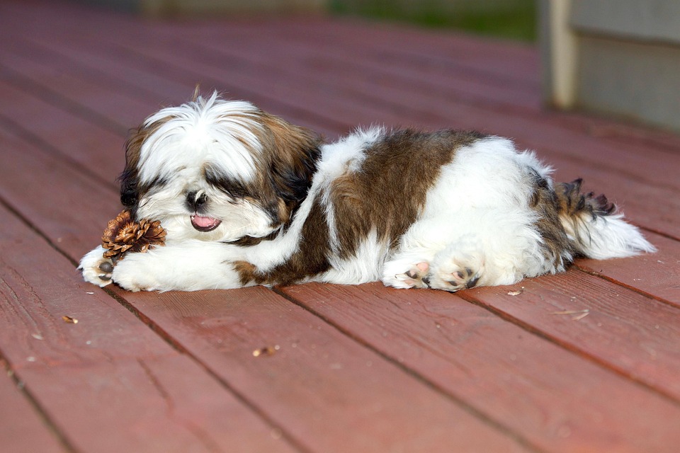 Shih Tzu Puppy Cute - Free photo on Pixabay - Pixabay Shih Tzu Puppy Cute - Free photo on Pixabay - Pixabay