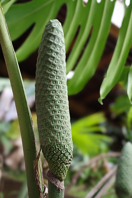 Monstera Deliciosa Fruta Verde - Foto gratuita no Pixabay