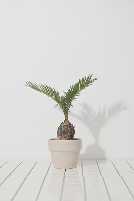 Cycad Botany Plant - Free photo on Pixabay - Pixabay