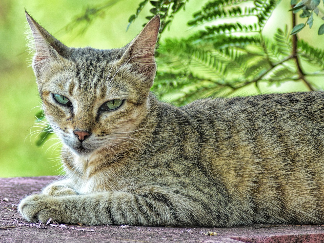 Animal Gato Mamífero - Foto gratis en Pixabay - Pixabay