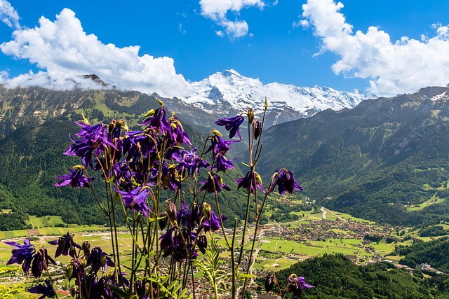 Schweiz Alperna Berner Oberland - Gratis foto på Pixabay