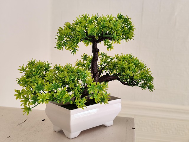 Bonsai Alam Daun - Foto gratis di Pixabay - Pixabay
