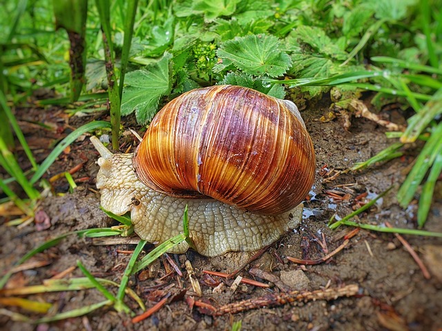 Caracol Concha Natureza - Foto gratuita no Pixabay
