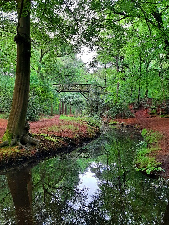 Bridge Forest Nature - Free photo on Pixabay