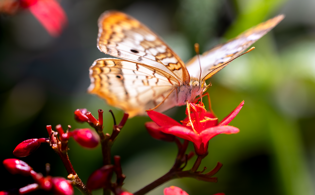 Mariposa Pavo Real Blanco - Foto gratis en Pixabay - Pixabay Mariposa Pavo Real Blanco - Foto gratis en Pixabay - Pixabay