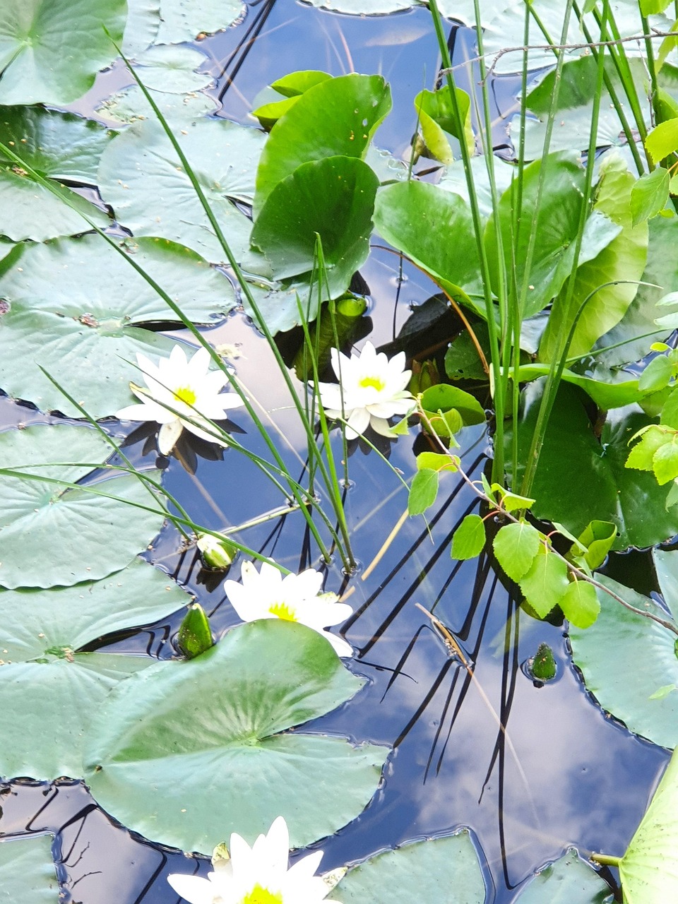Water Lilies Leaf Free Photo On Pixabay