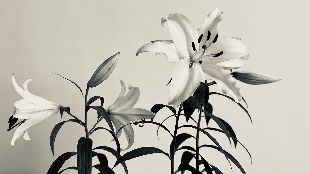 Lily Silver Wallpaper Free Photo On Pixabay Pixabay 6317