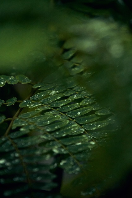 Hijau Daun Alam - Foto gratis di Pixabay - Pixabay