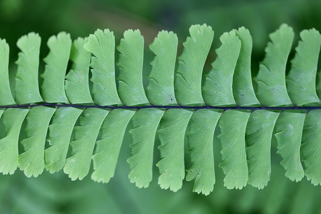 7,000+ Free 美女吐舌头 & Fern Images - Pixabay
