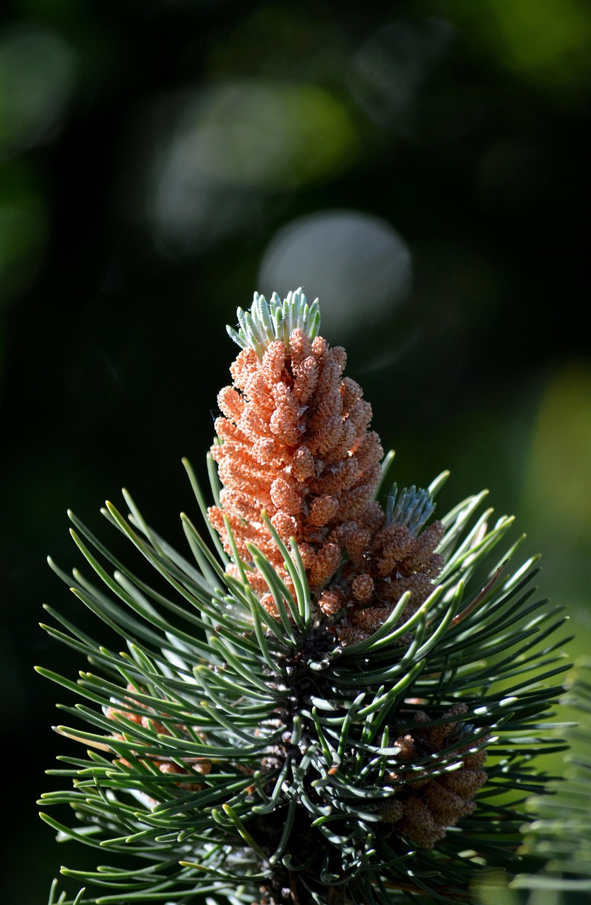 Bunga Pinus Tumbuhan Runjung Mekar - Foto gratis di Pixabay - Pixabay
