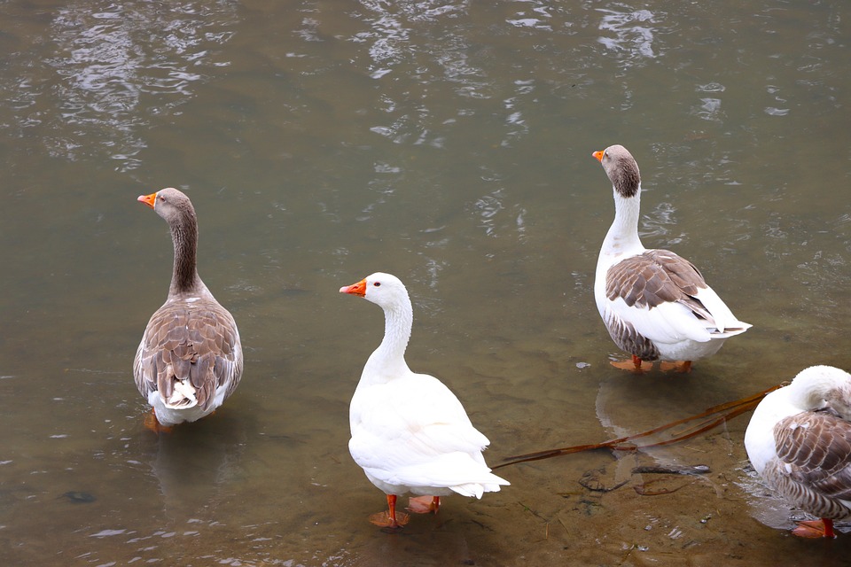 Pato Duck Pájaro - Foto gratis en Pixabay