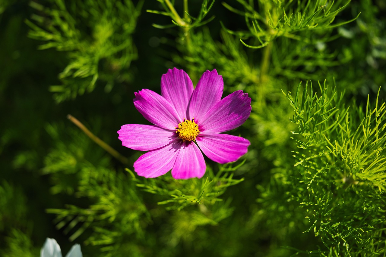 Nature Flower Blossom - Free photo on Pixabay