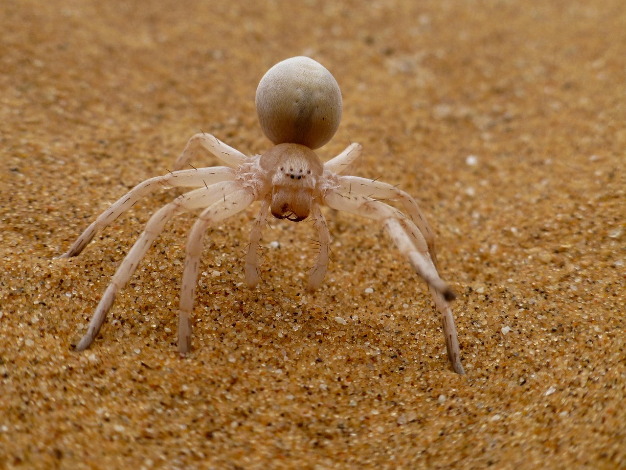 Spinne Sand Tier - Kostenloses Foto auf Pixabay