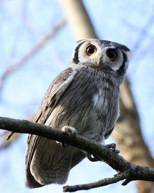 Owl Bird Animal Of - Free photo on Pixabay - Pixabay