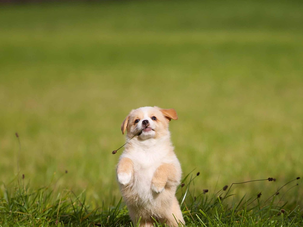 Dog Puppy Meadow - Free photo on Pixabay - Pixabay