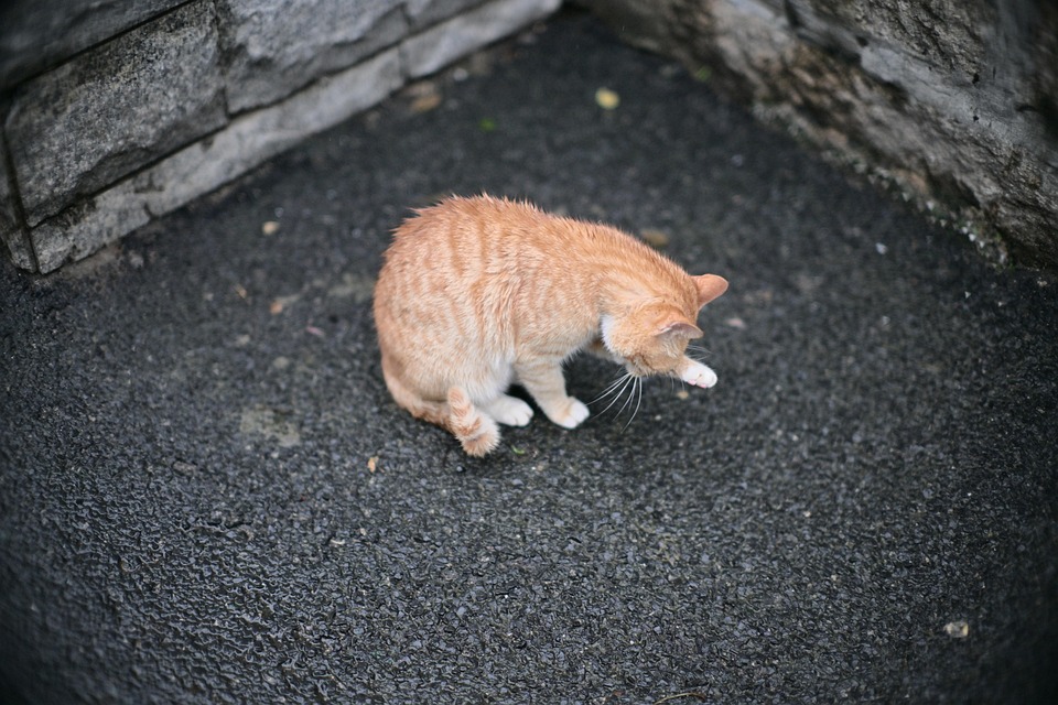 Animal Cat Asphalt Road - Free photo on Pixabay