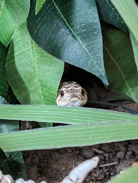 Hognose Animal Snake - Free photo on Pixabay