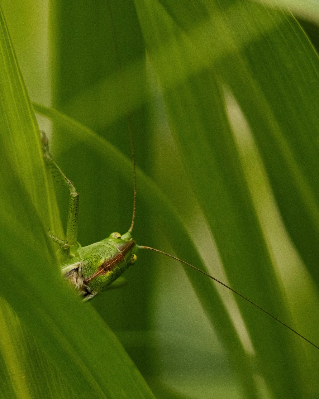 Insectă Natura Animal Floarea - Fotografie gratuită pe Pixabay