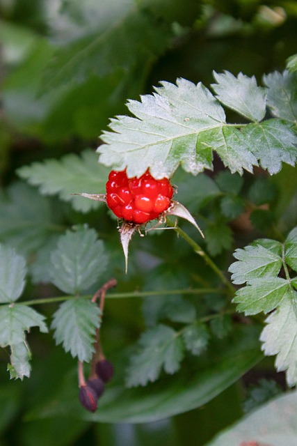 Wild Strawberry Forest - Free photo on Pixabay - Pixabay