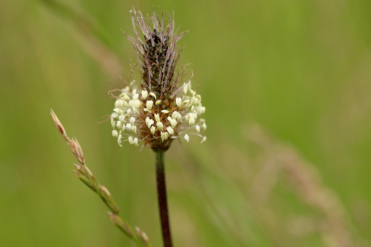 Plantago Lanceolata English - Free photo on Pixabay