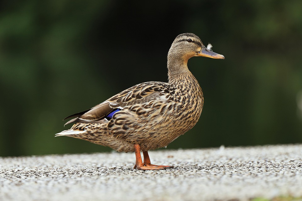 Duck Bird Lake - Free photo on Pixabay - Pixabay
