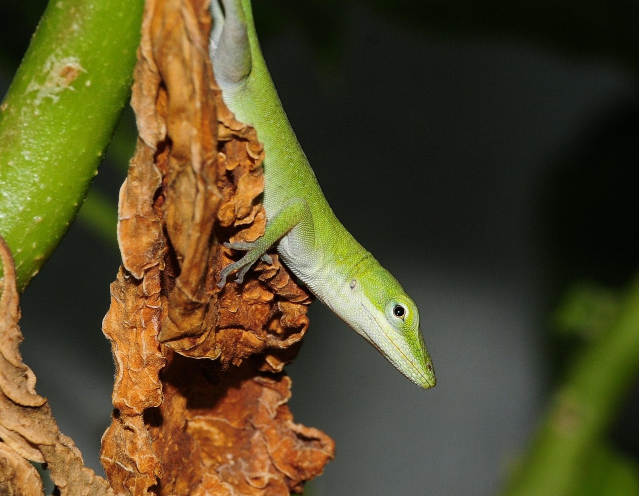 녹색 Anole 도마뱀 비열한 동물 - Pixabay의 무료 사진 - Pixabay